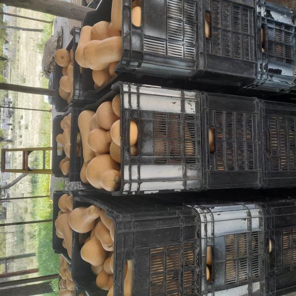 Fudlink: Fresh Namibian Produce Marketplace